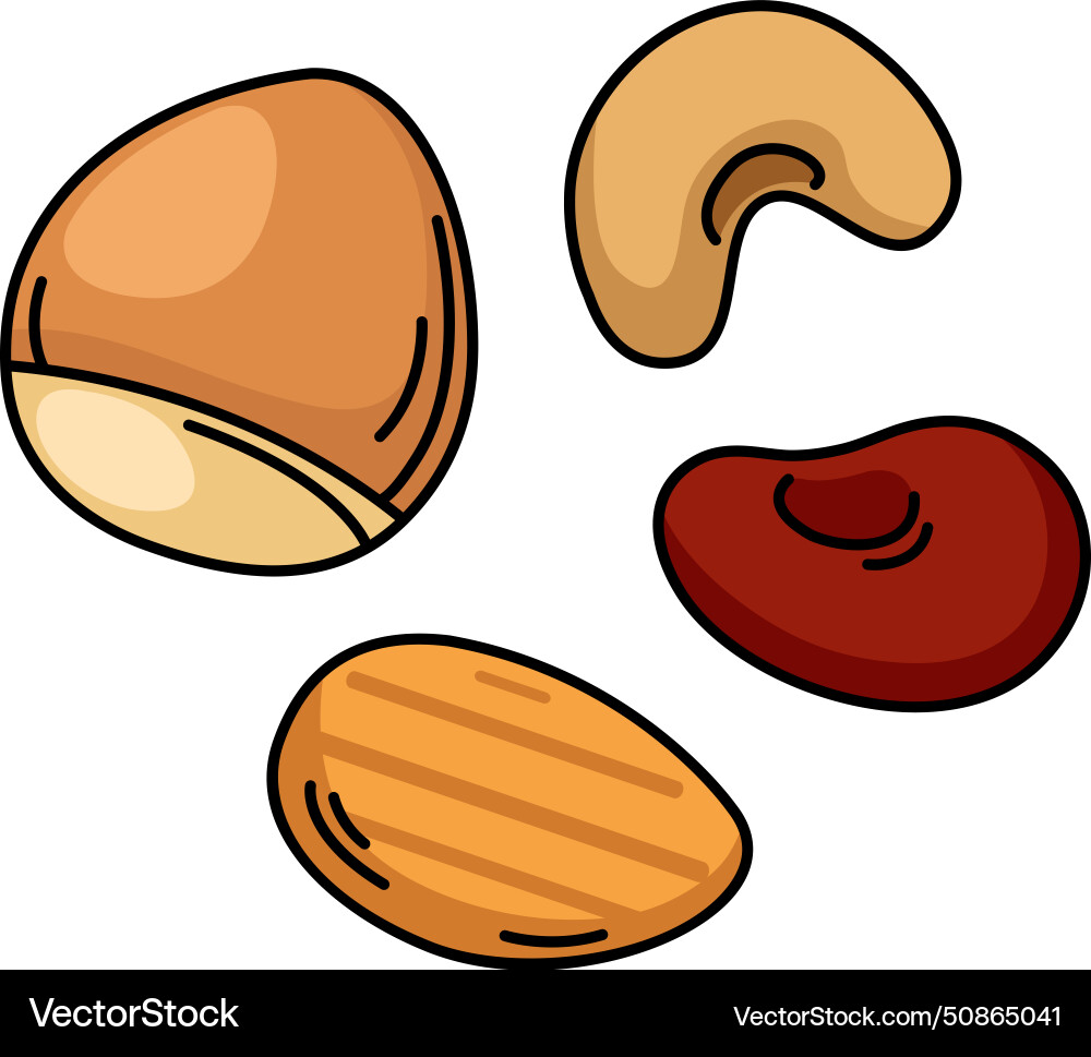 Colorful nut outline white on background Vector Image