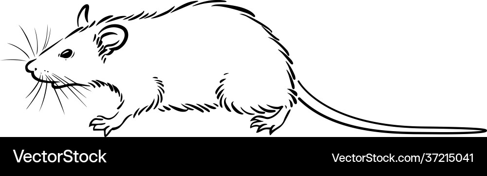 Detailed Rat Line Art Royalty Free Vector Image