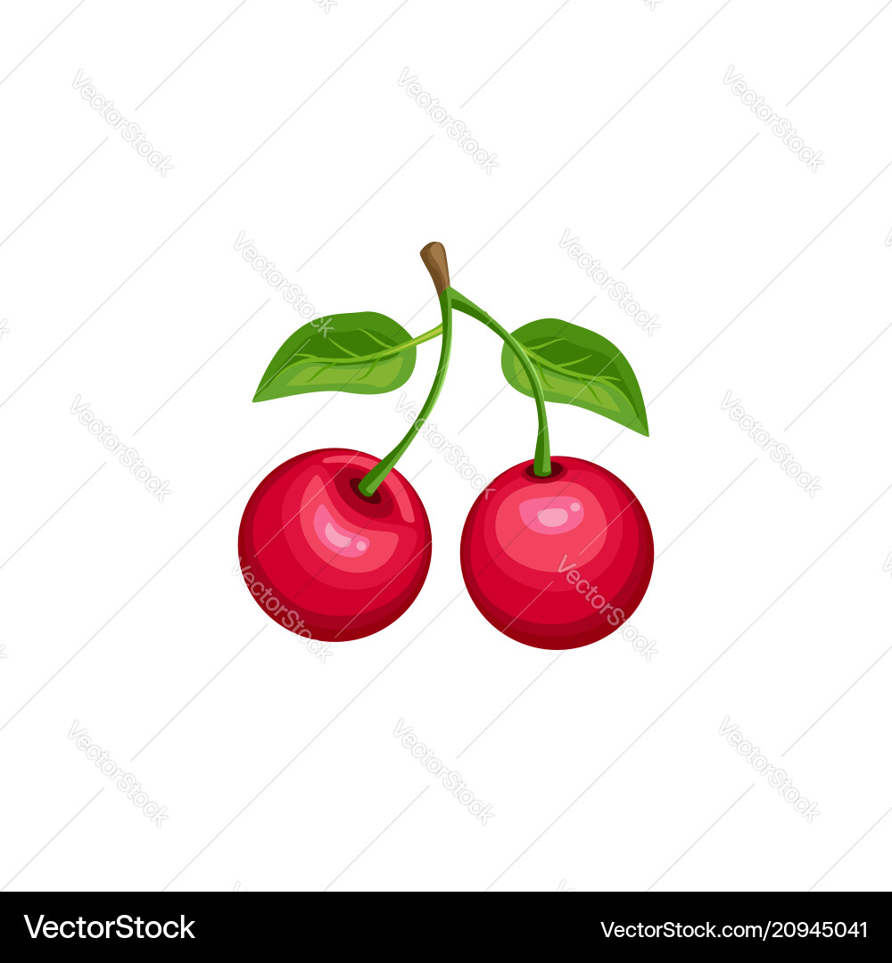 Single Red Cherry Royalty Free Vector Image - VectorStock