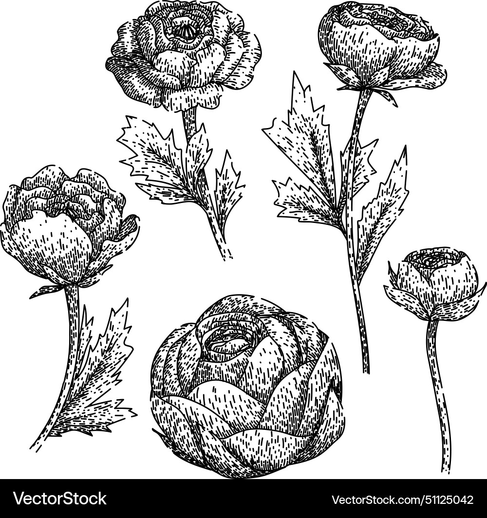 Ranunculus set sketch hand drawn Royalty Free Vector Image