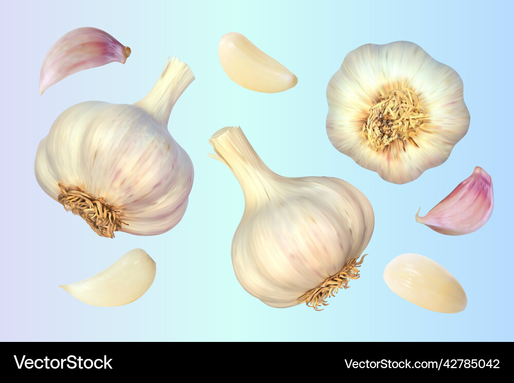 Three garlic isolated Royalty Free Vector Image