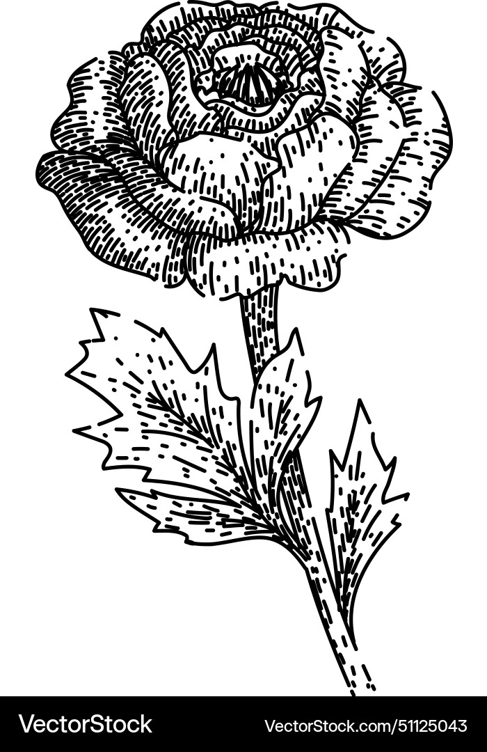 Blooms ranunculus sketch hand drawn Royalty Free Vector