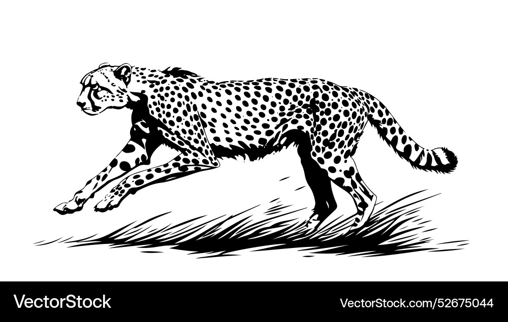 Cheetah hand drawn with ink on white Royalty Free Vector