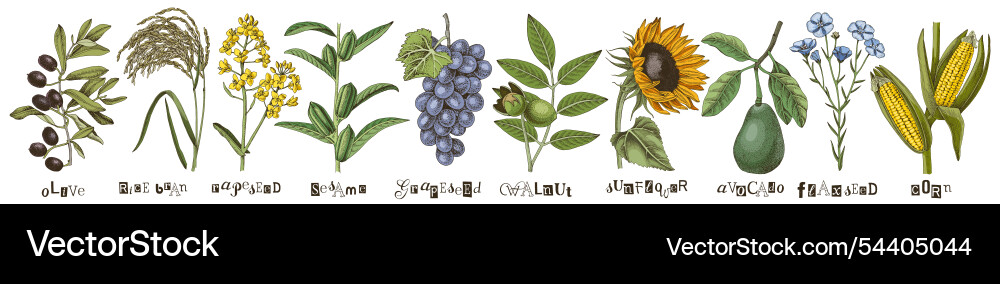 Rapeseed Vector Images (over 1,200)