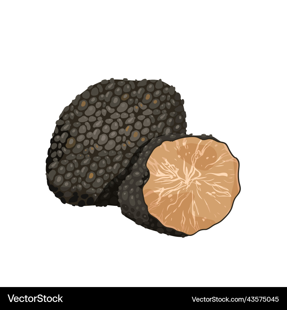 Black Truffle Mushroom Royalty Free Vector Image
