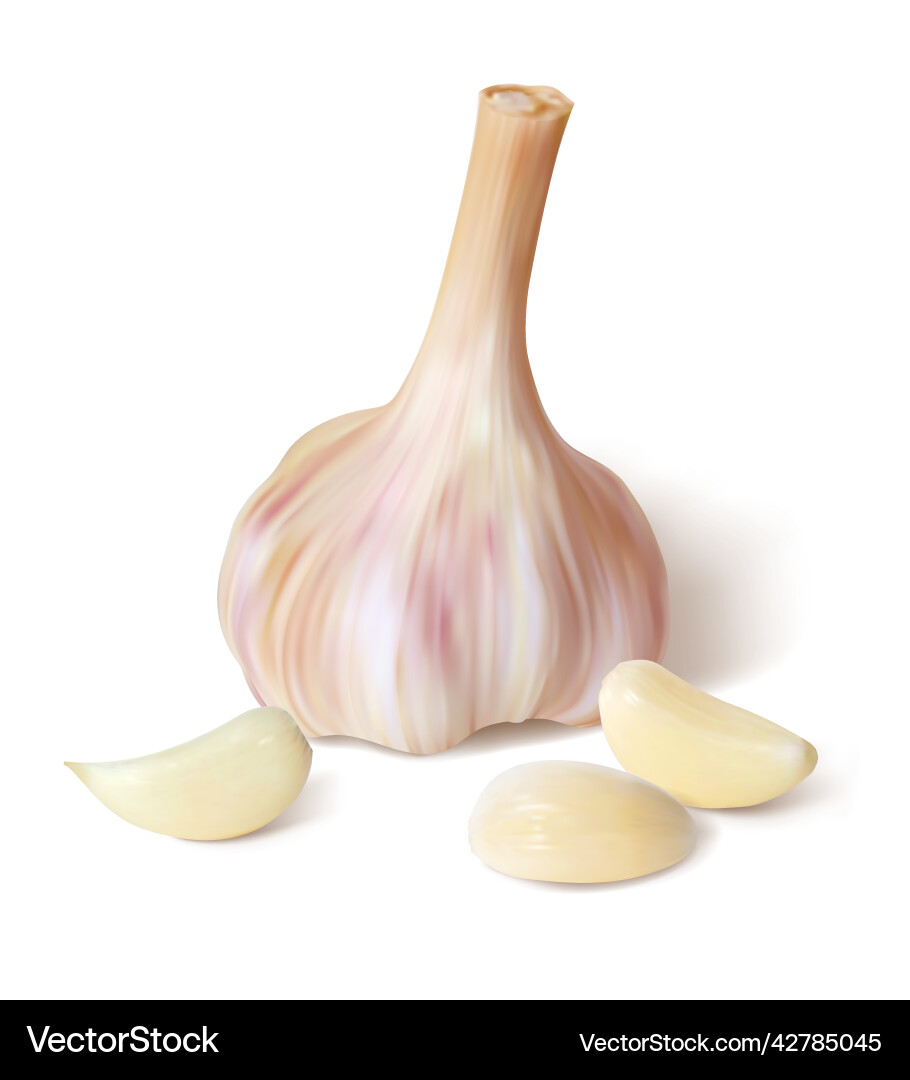 Garlic isolated Royalty Free Vector Image - VectorStock