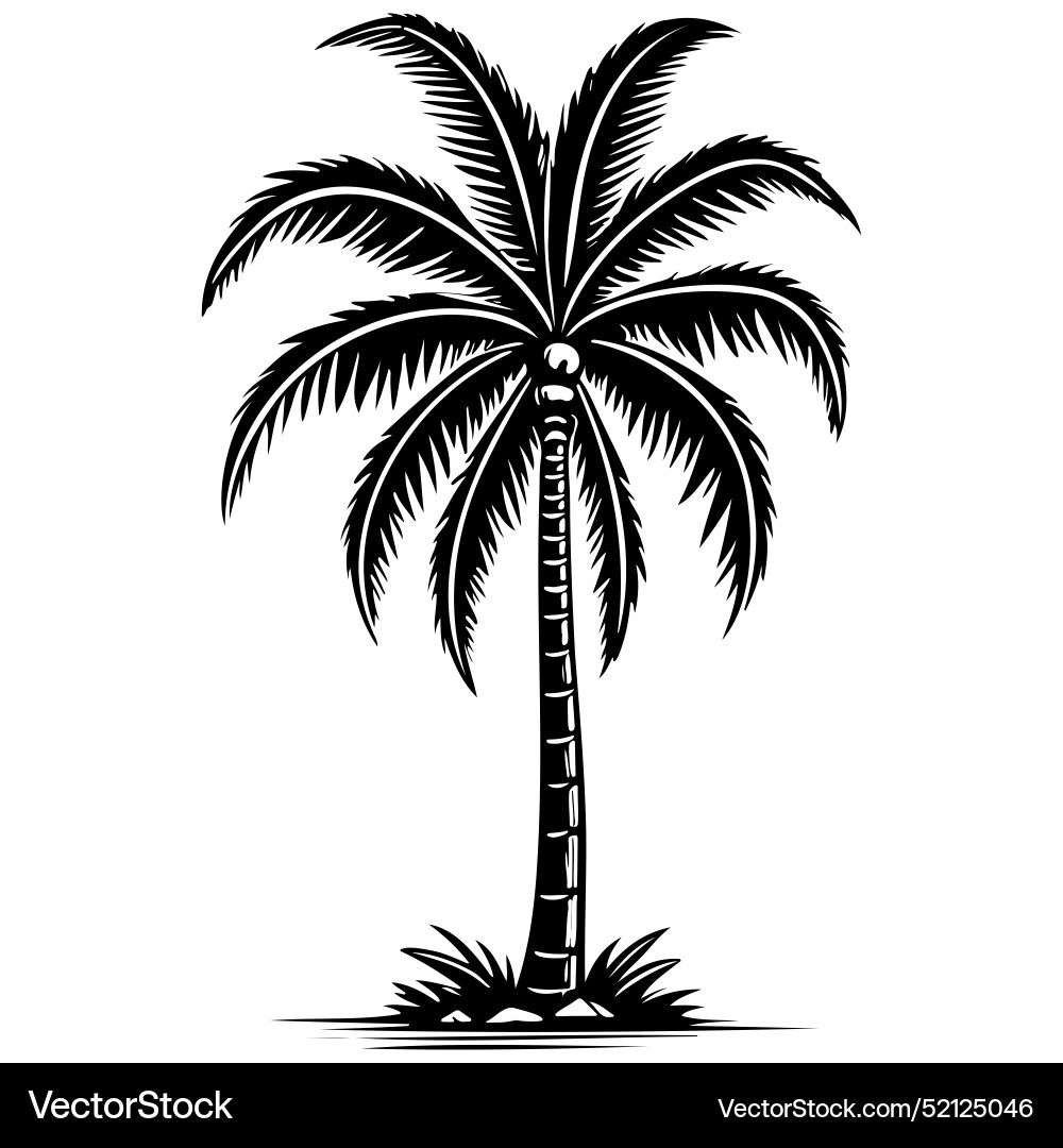 Palm tree drawing realistic hand line art Vector Image