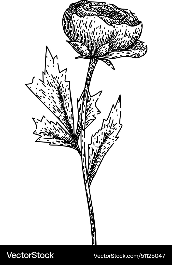 Garden ranunculus sketch hand drawn Royalty Free Vector