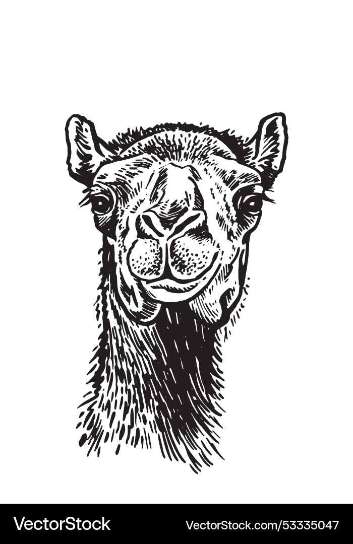 Graphical portrait of camel on white background Vector Image