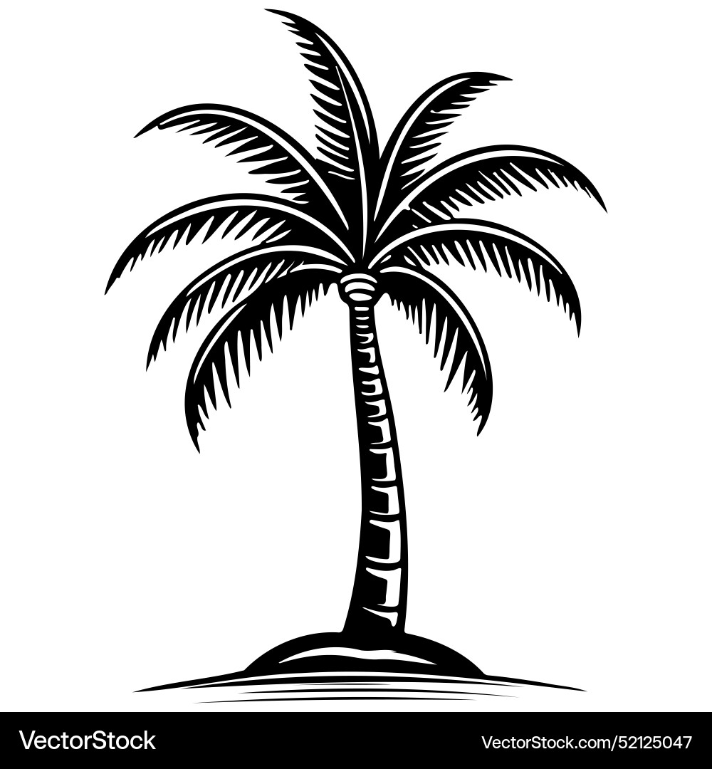 Palm tree engrave hand drawn line transparent Vector Image
