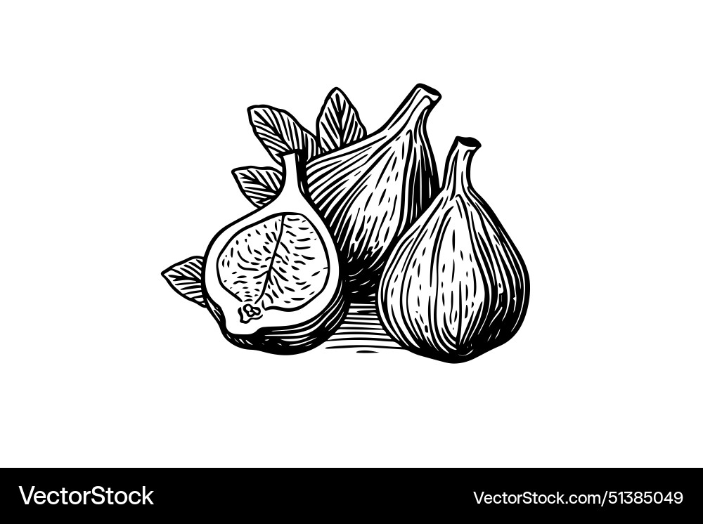 Figs fruit hand drawn ink sketch engraved style Vector Image