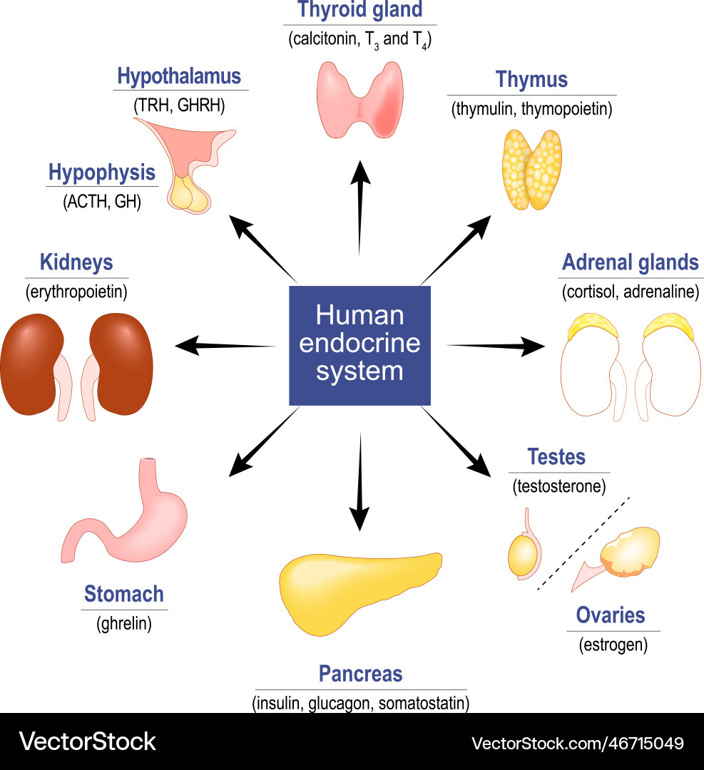 Human Endokrine System Drüsen und Hormone Vektorbild