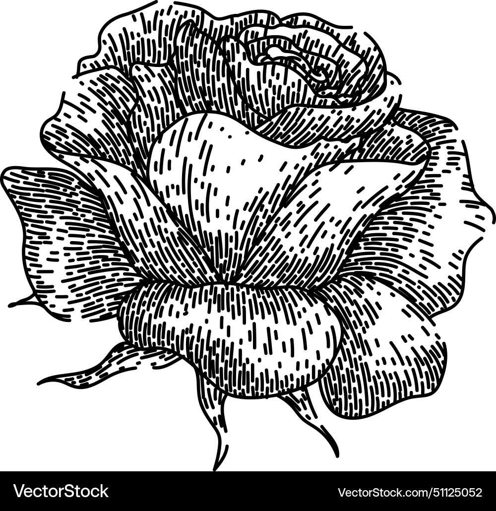 Thorns rose sketch hand drawn Royalty Free Vector Image