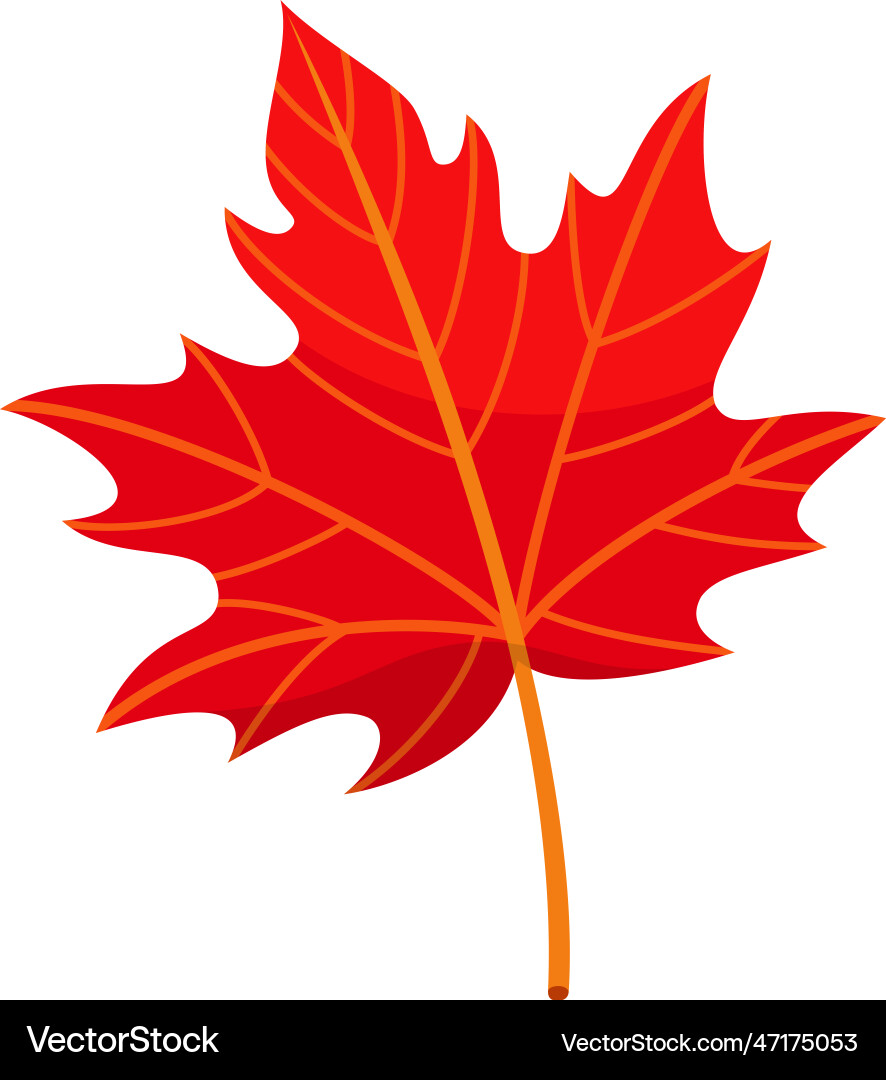 Autumn maple leaf seasonal red tree foliage Vector Image