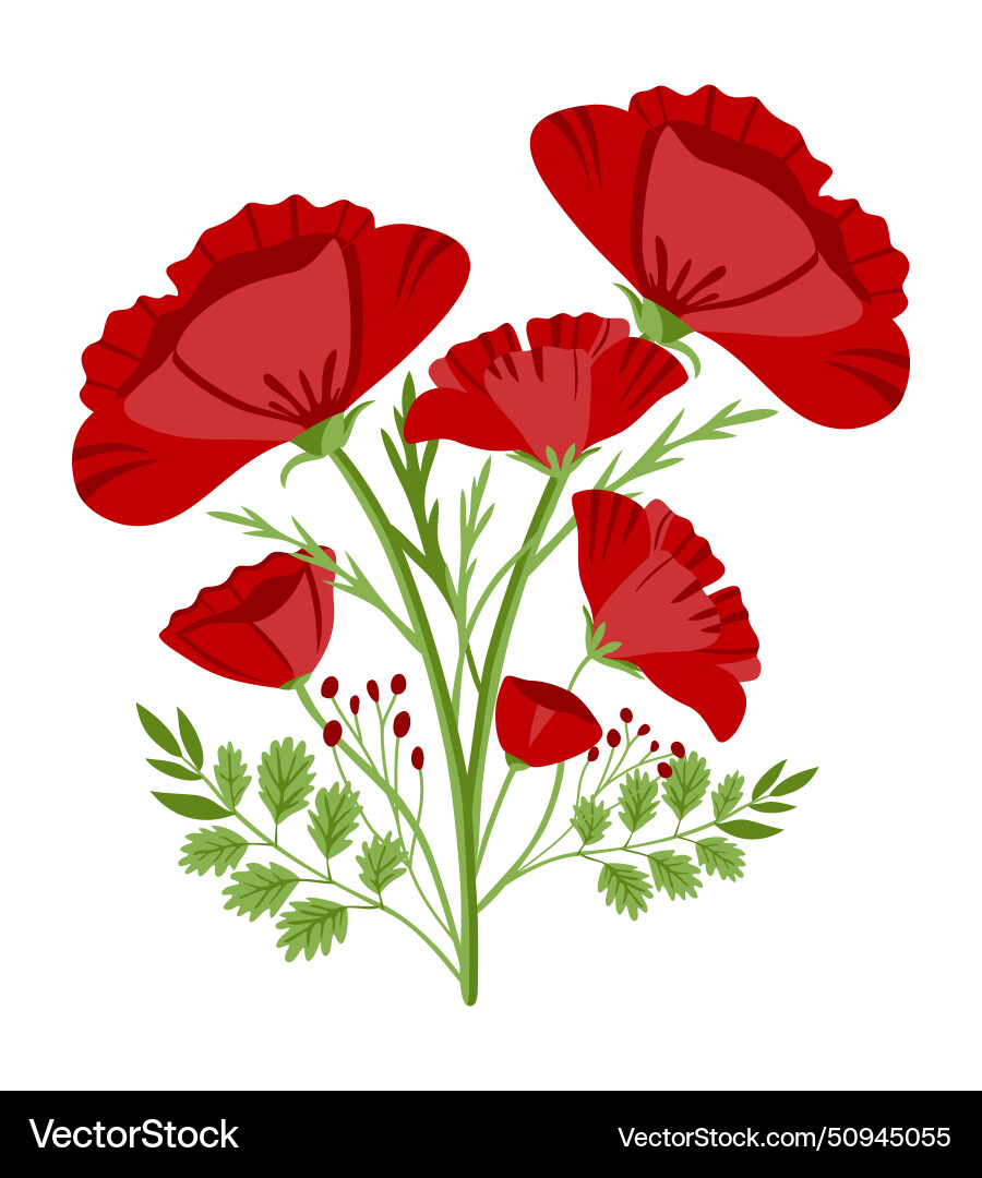 Red poppies isolated Royalty Free Vector Image