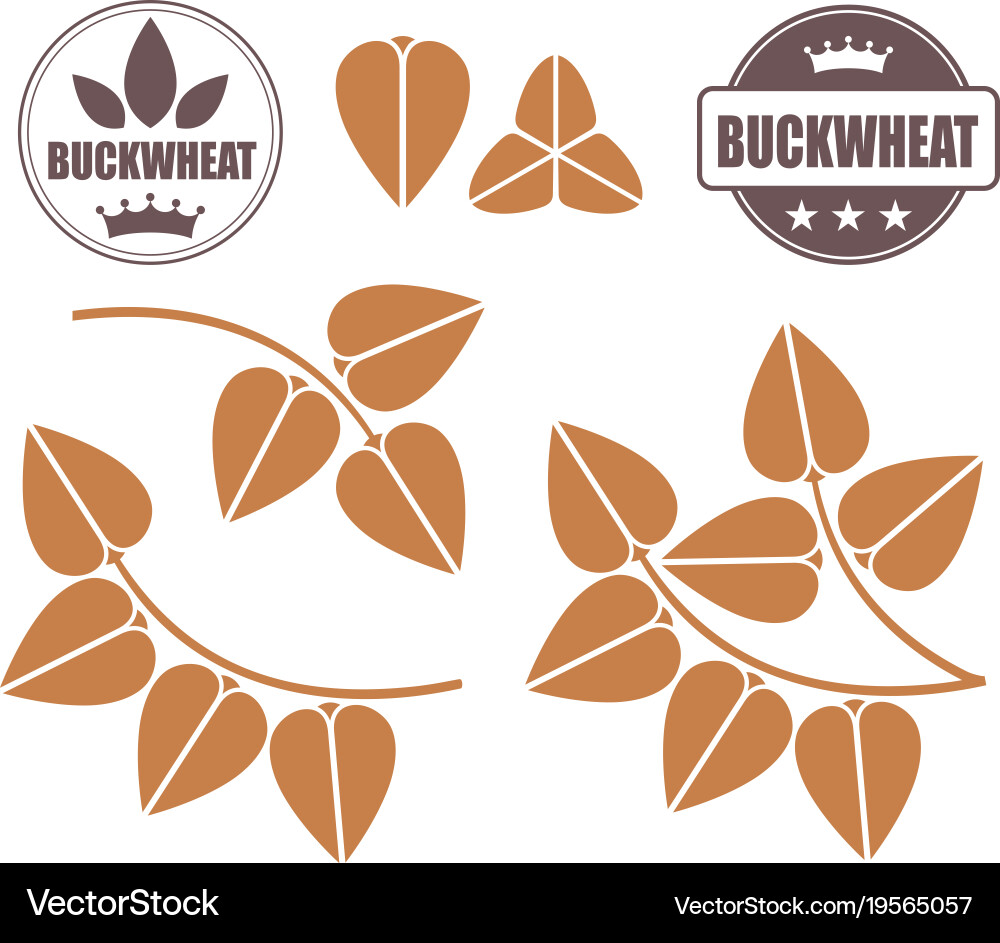 Buckwheat Royalty Free Vector Image - VectorStock
