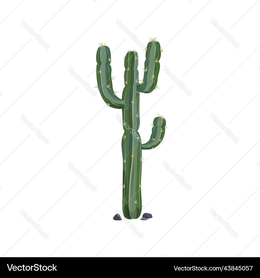 Elephant cactus mexican giant cardon isolated Vector Image