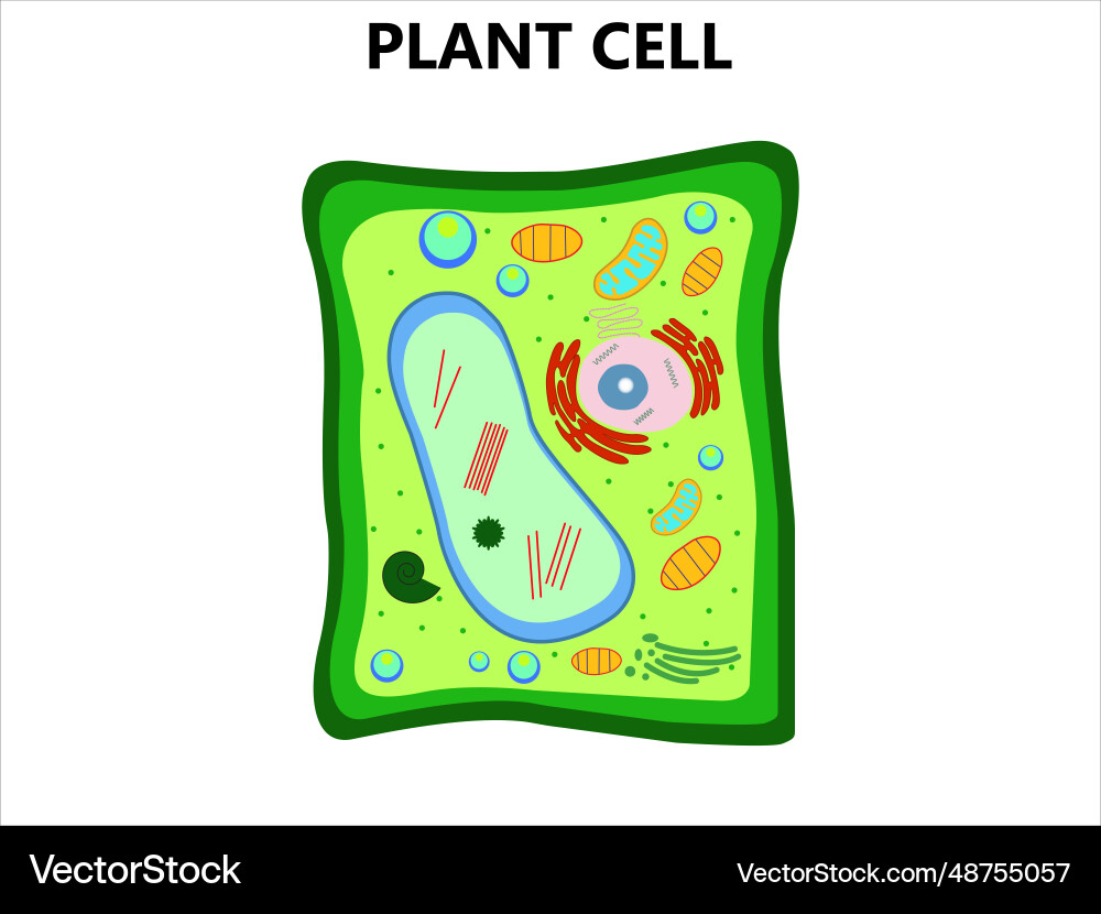Plant cell structure anatomy infographic diagram Vector Image