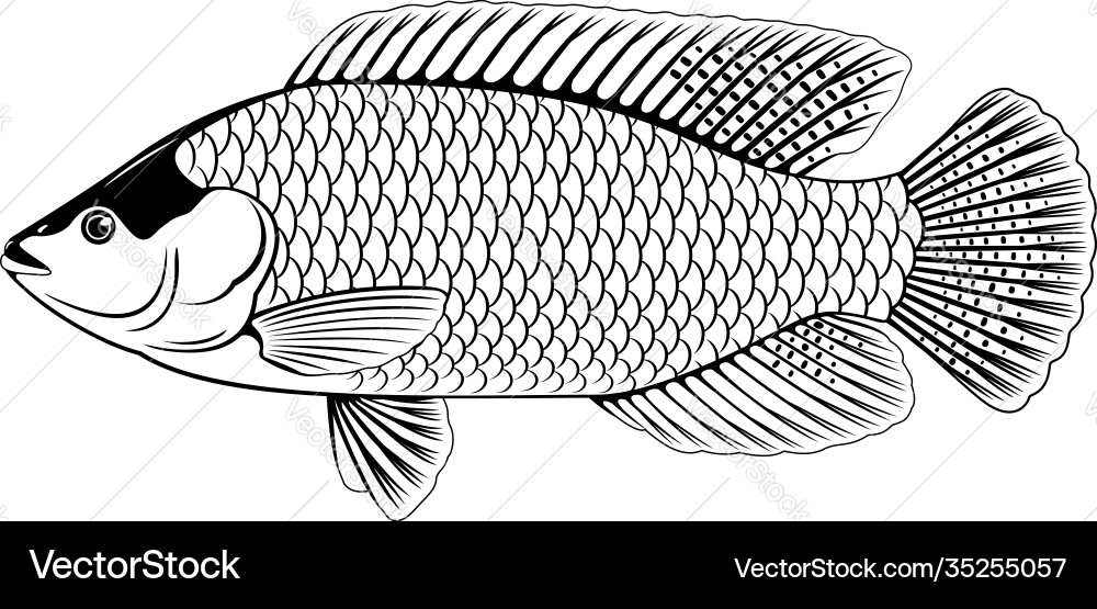 Red tilapia fish black and white Royalty Free Vector Image