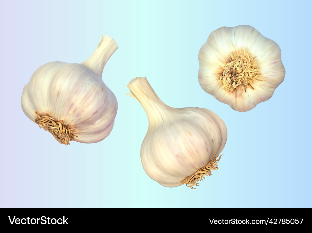 Three garlic isolated Royalty Free Vector Image