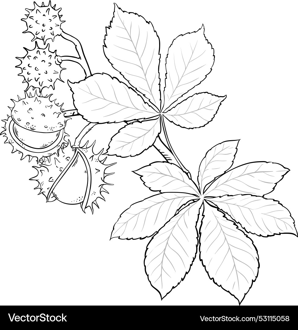 Chestnut branch with nuts outline Royalty Free Vector Image