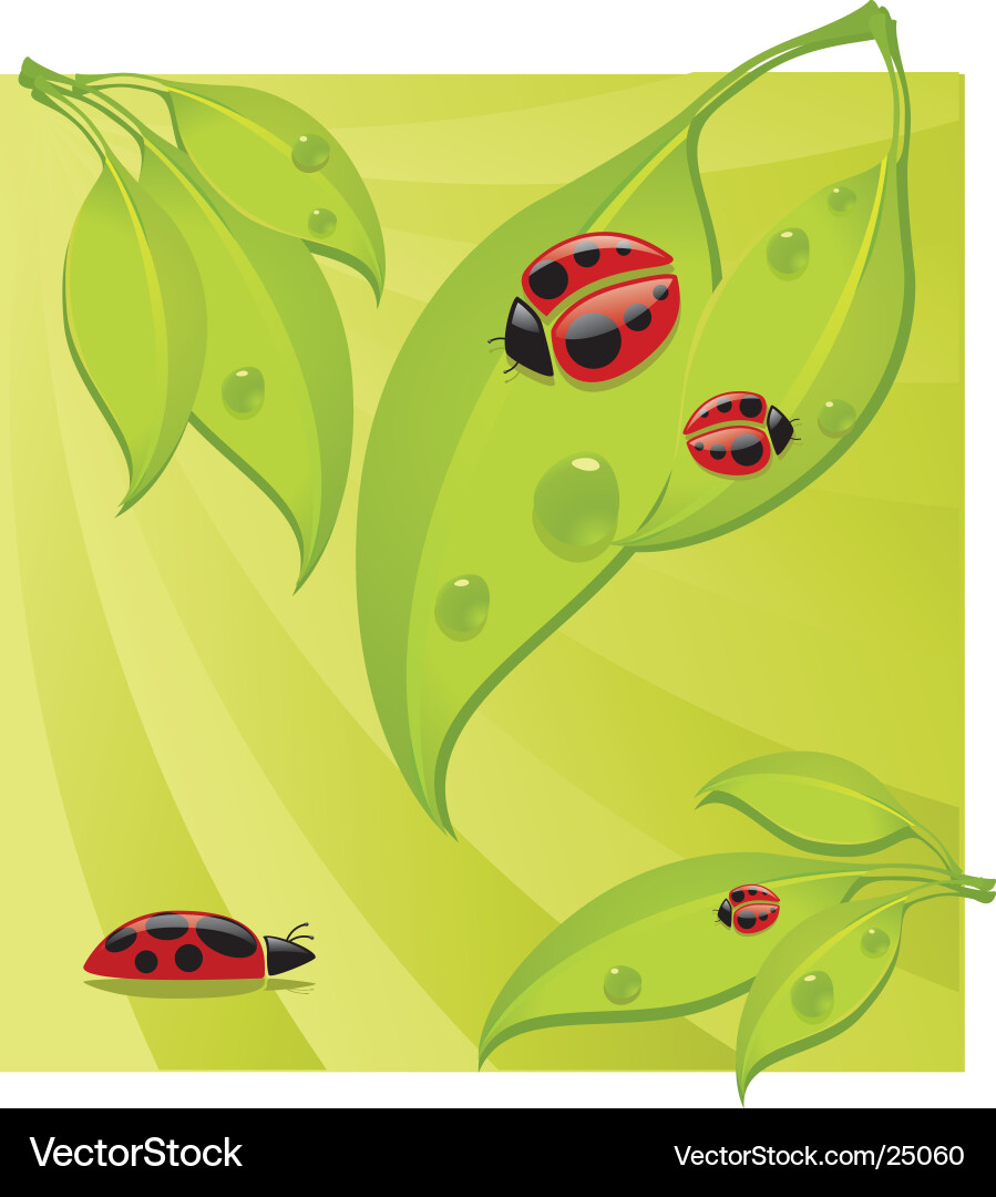 Lady bugs Royalty Free Vector Image - VectorStock