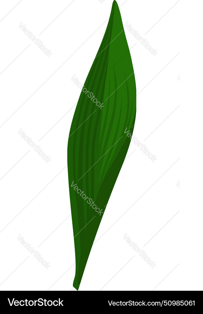 Lily of valley flower leaf Royalty Free Vector Image