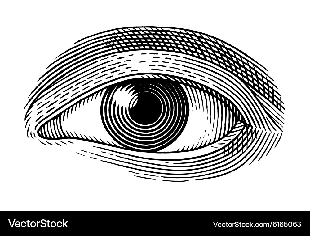 Detailed Human Eye Engraving Royalty Free Vector Image