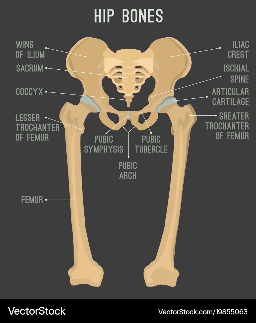 Human Anatomy - Hip Bones Diagram Royalty Free Vector Image