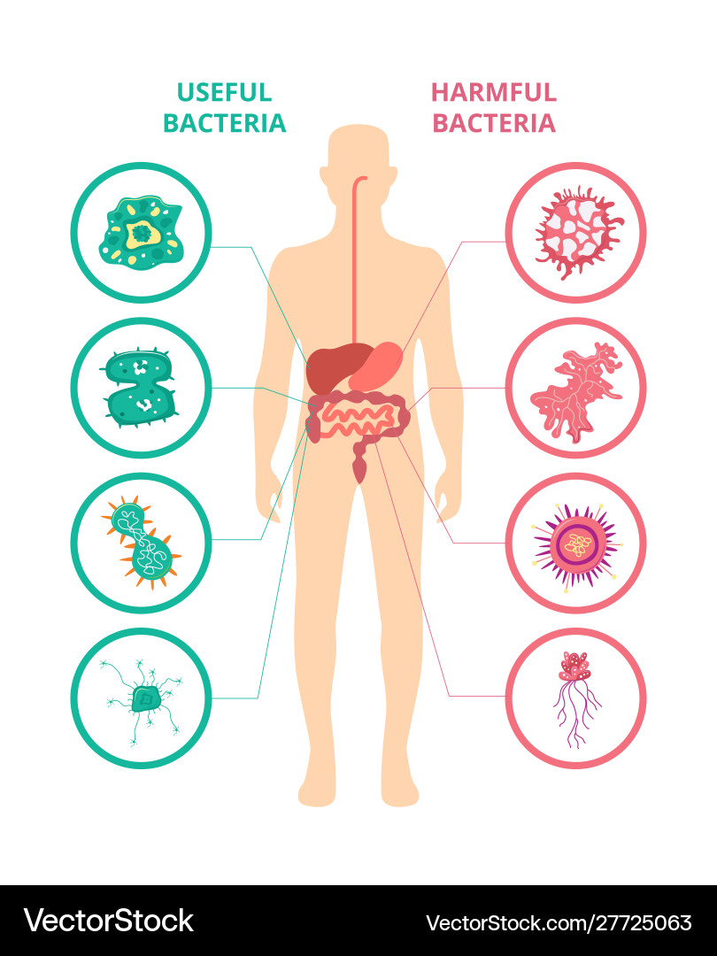 Useful Microorganisms Role Of Microorganisms In Human Bacteria: The