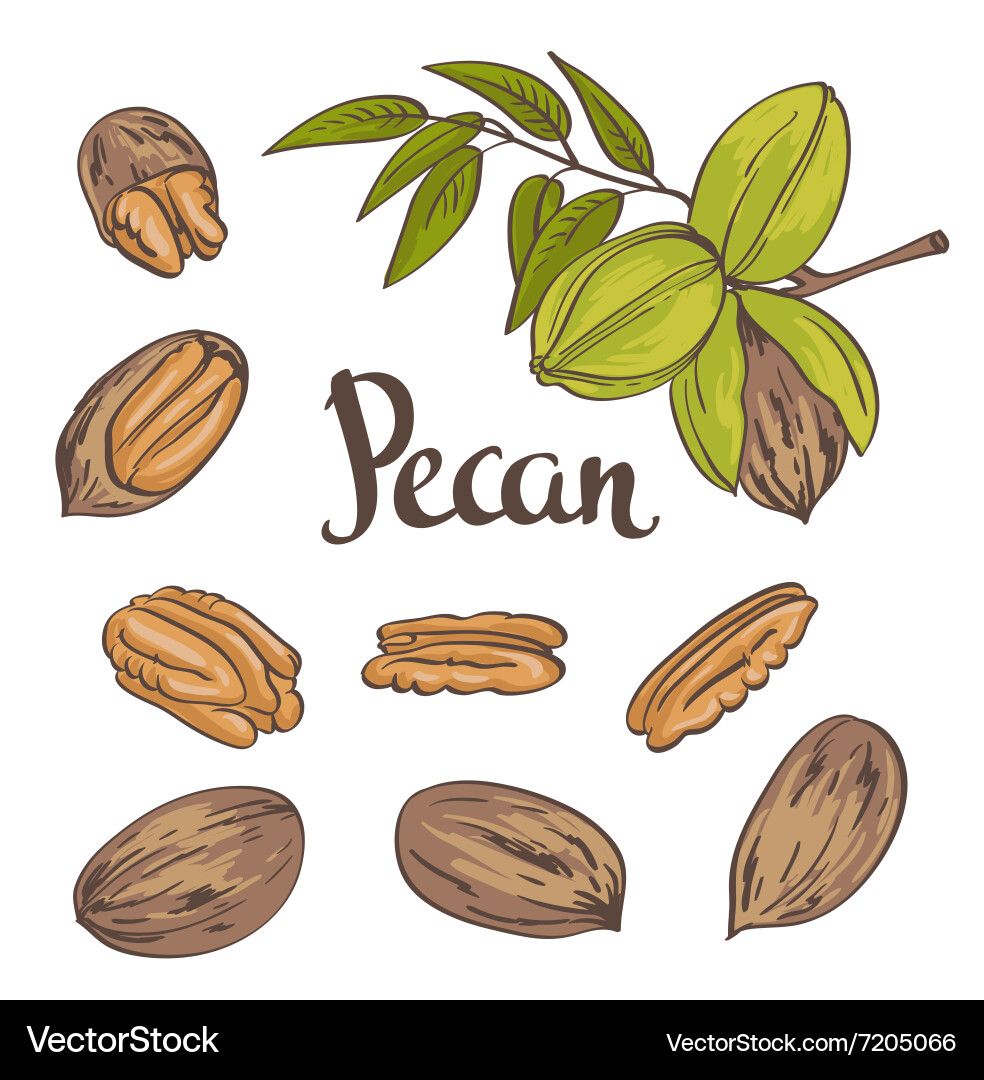 Pekan Vector Images (over 250)