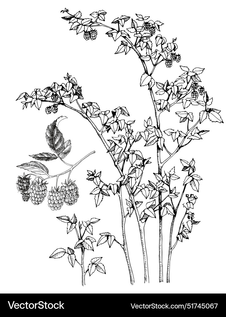 Raspberry bush and branch of berries Royalty Free Vector