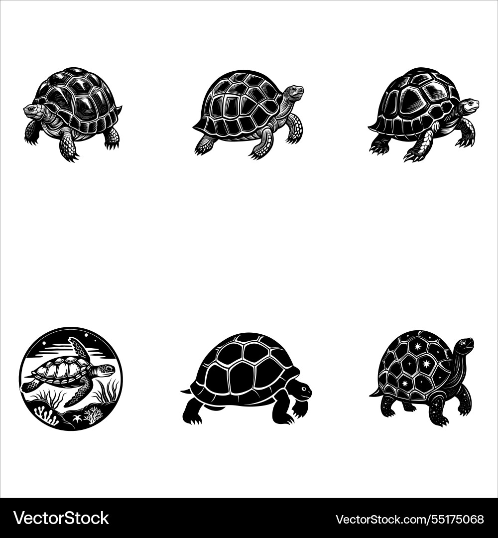 Tortoise Royalty Free Vector Image - VectorStock