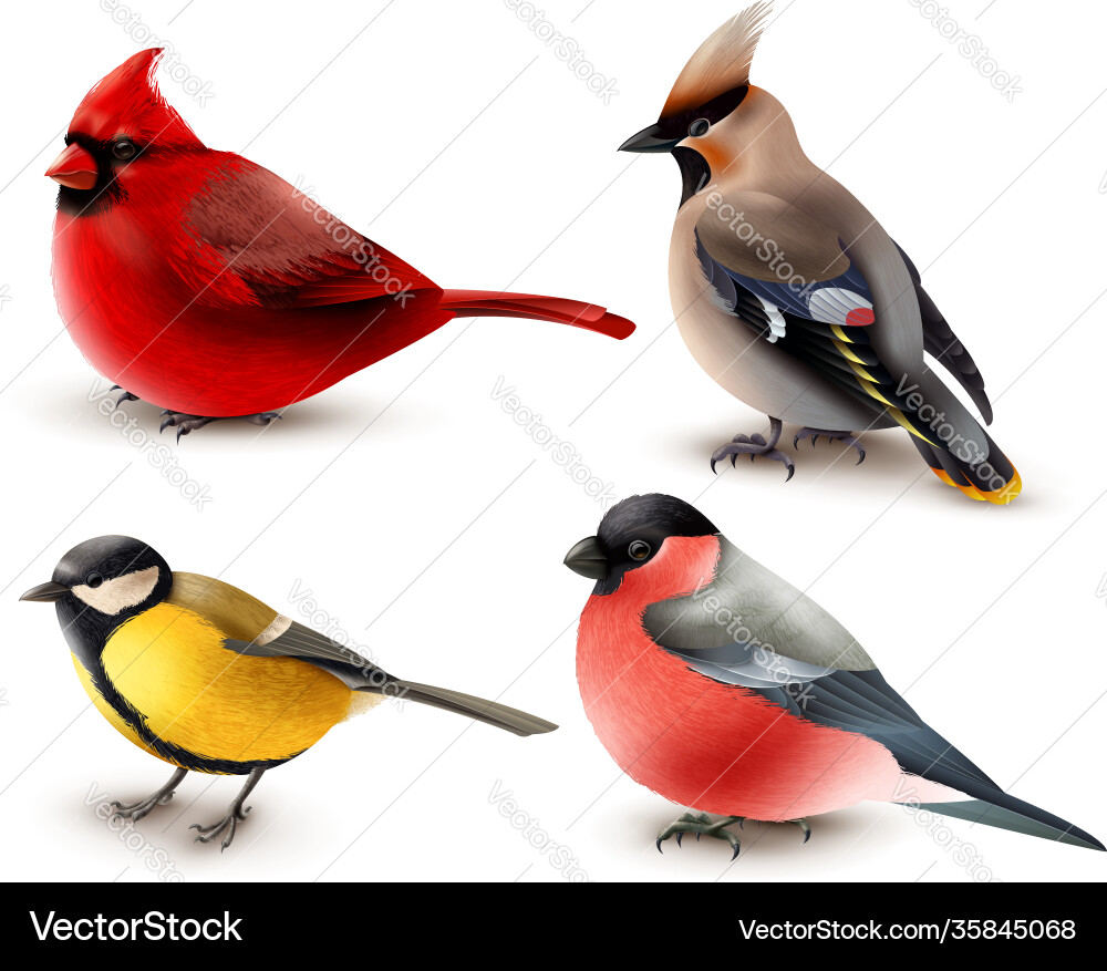 Winter Birds Set - Cardinal, Titmouse, Waxwing, Bu