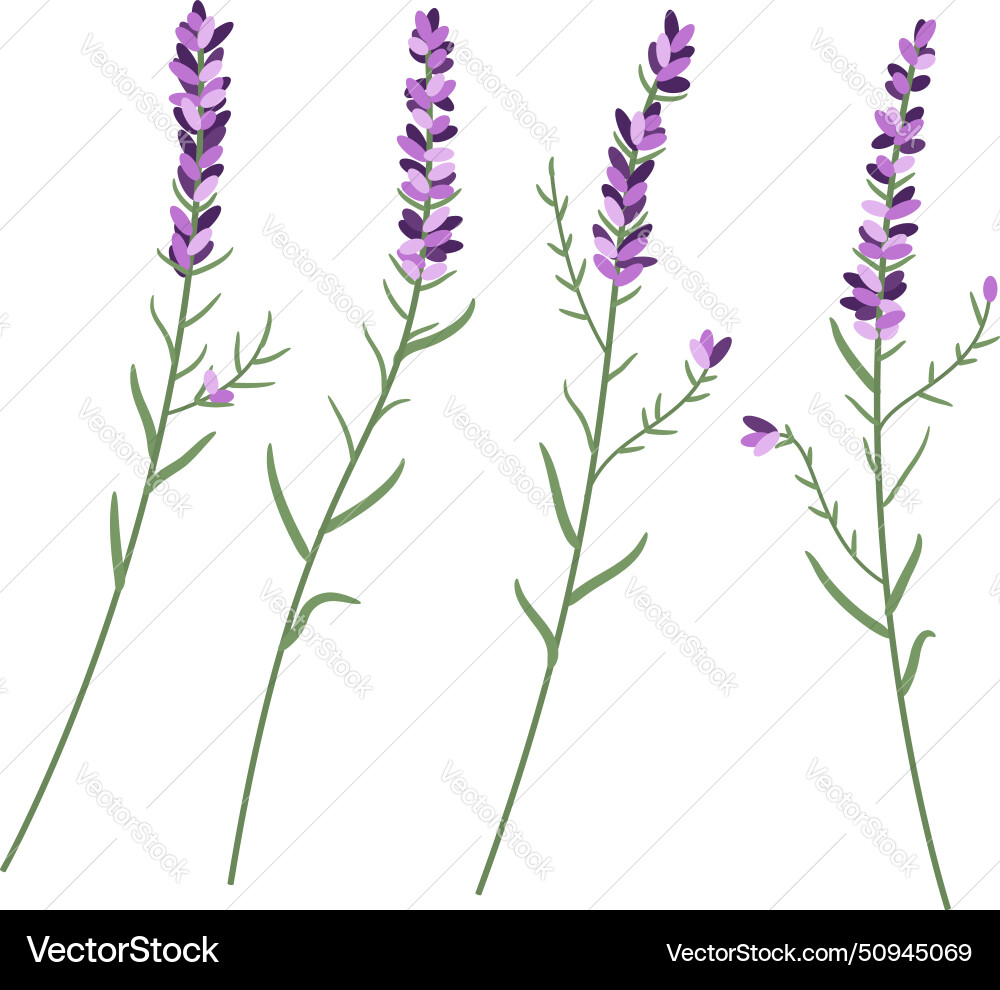 Lavender flower set Royalty Free Vector Image - VectorStock