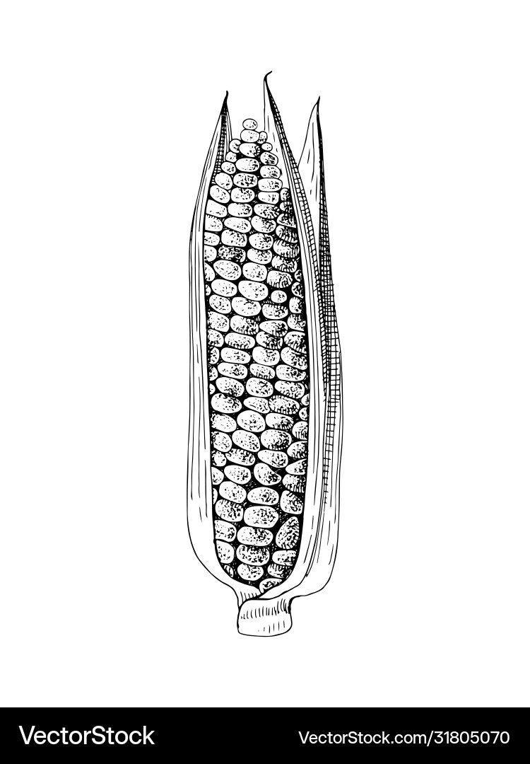 Hand drawn corn ear Royalty Free Vector Image - VectorStock