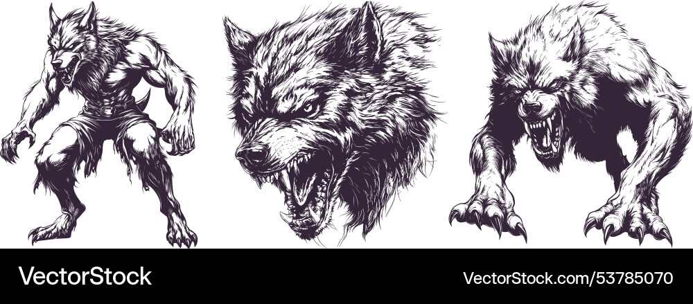 Werewolf sketches wolfman standing or jump attack Vector Image