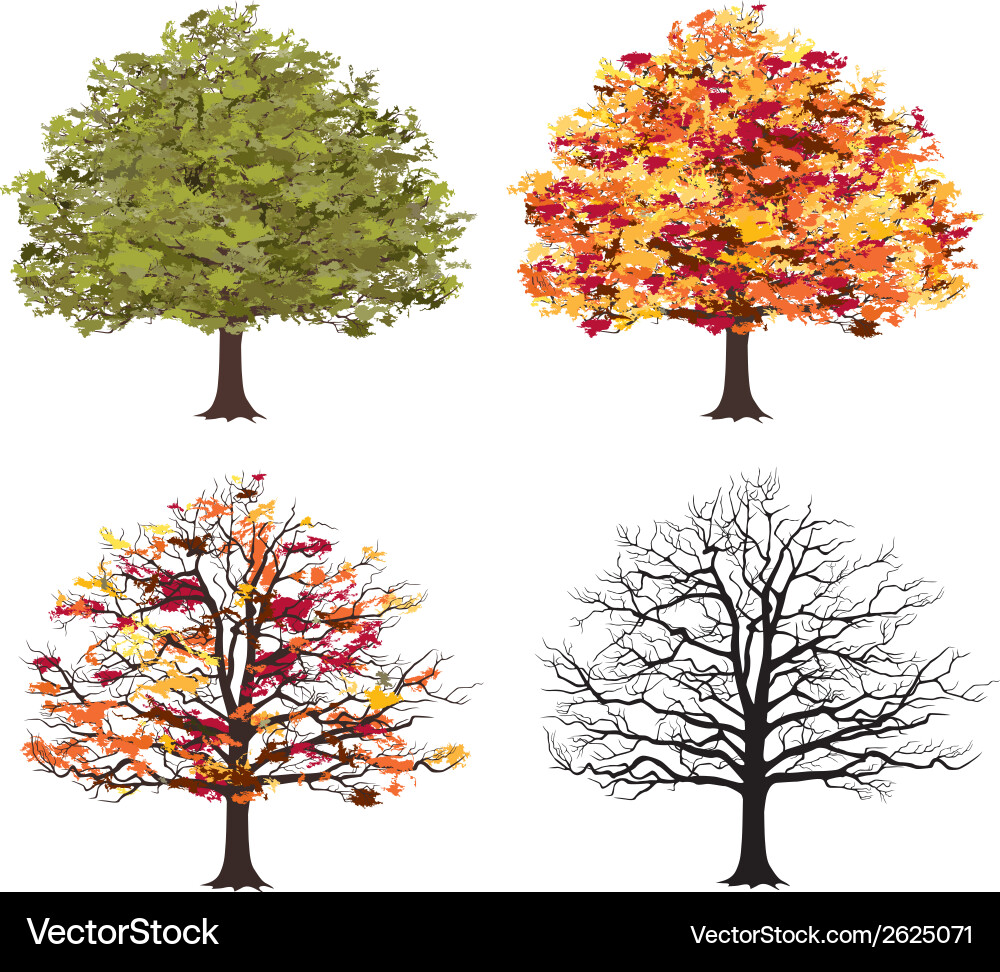 Different seasons of art tree Royalty Free Vector Image