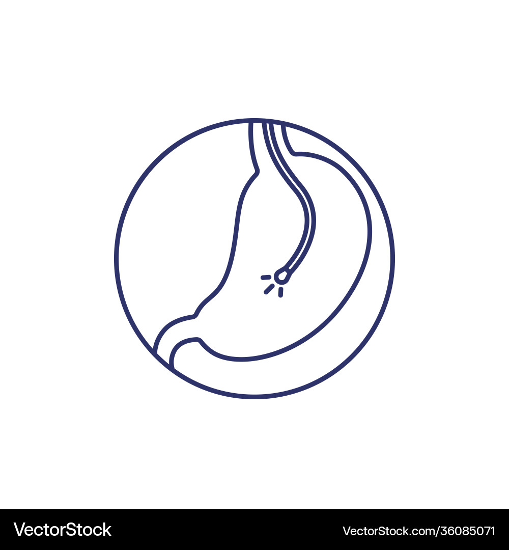 Endoscopy icon stomach and endoscope line Vector Image