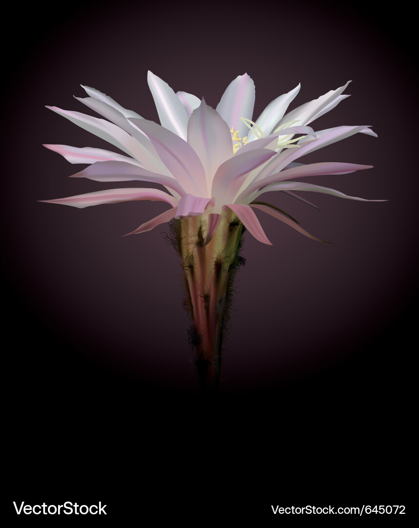 Cactus flower Royalty Free Vector Image - VectorStock