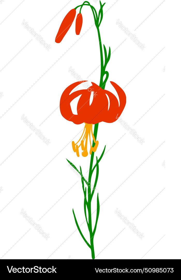 Lily flower Royalty Free Vector Image - VectorStock