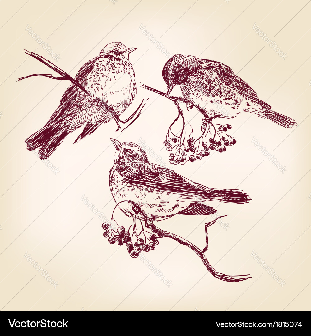 Bird hand drawn Royalty Free Vector Image - VectorStock