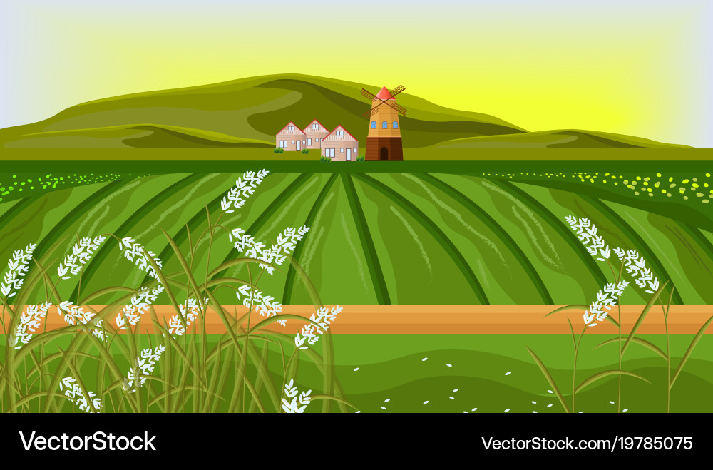 Rice fields farm landscape sunshine Royalty Free Vector