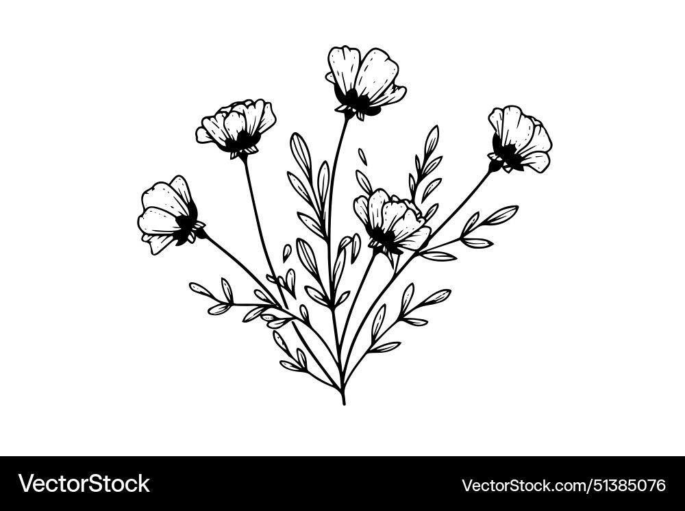 Hand drawn ink sketch of meadow wild flower Vector Image