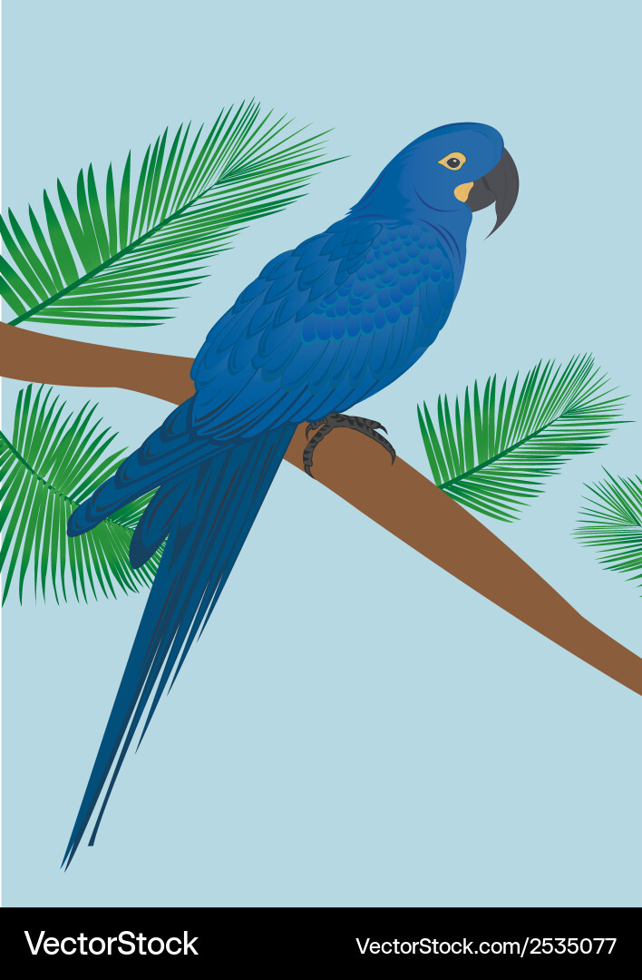 Parrot Royalty Free Vector Image - VectorStock