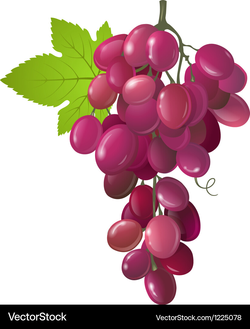 Grape Royalty Free Vector Image - VectorStock
