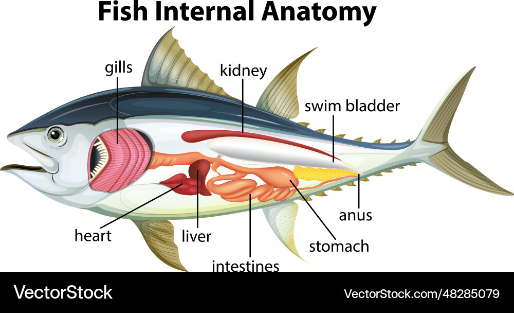Fish Anatomy Anatomy Pinterest Fish Anatomy Fish