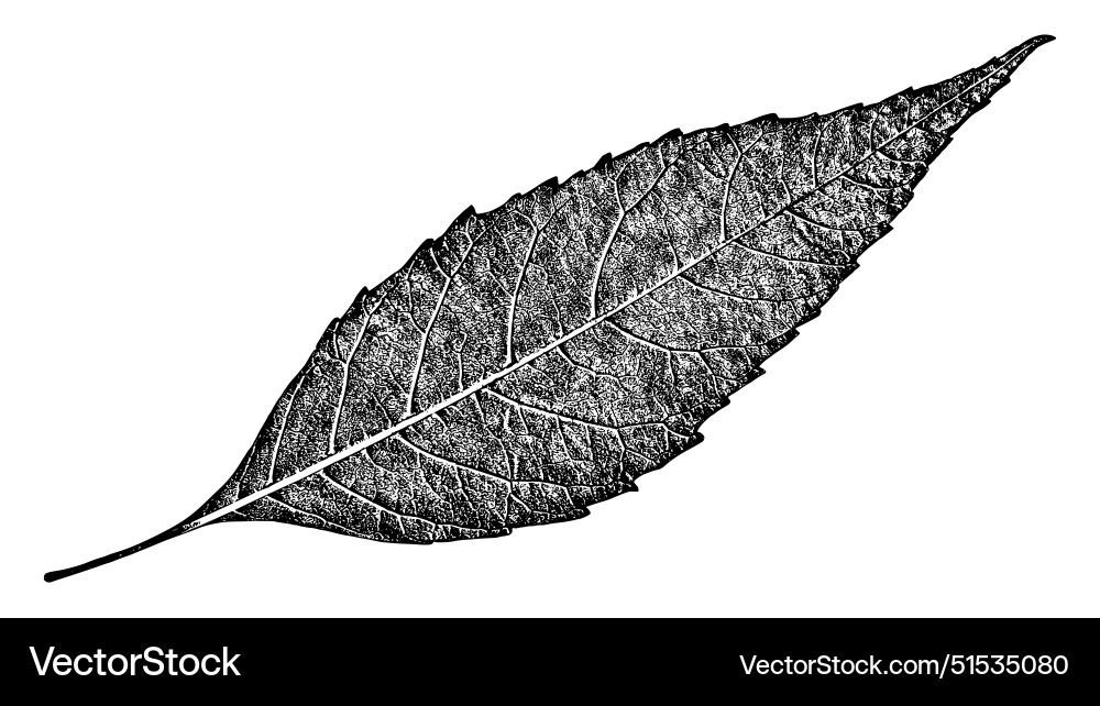 Black leaf realistic texture overlay Royalty Free Vector
