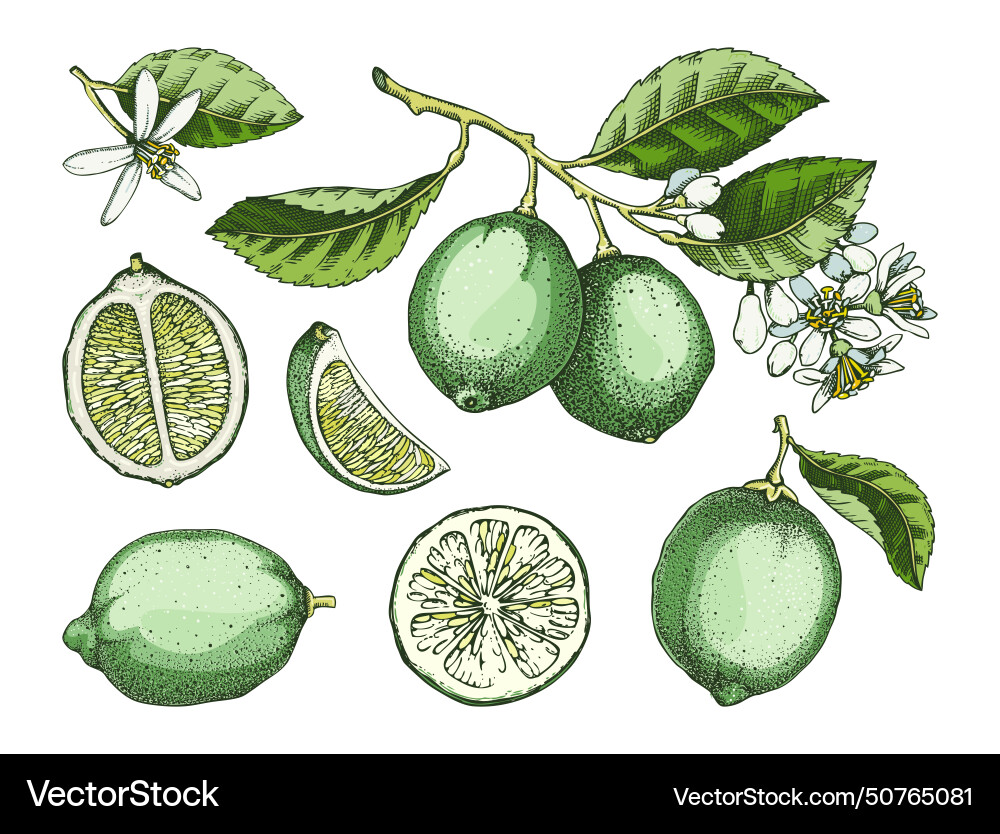 Lime fruit sketches set in color citrus tree Vector Image
