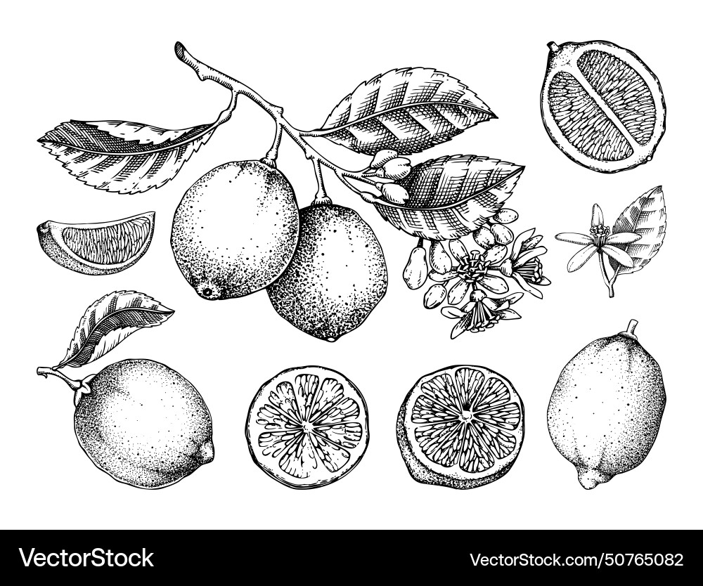 Lime fruit sketches set citrus tree branch Vector Image